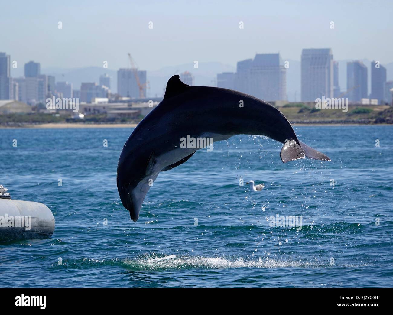 Navy military dolphin hi-res stock photography and images - Alamy