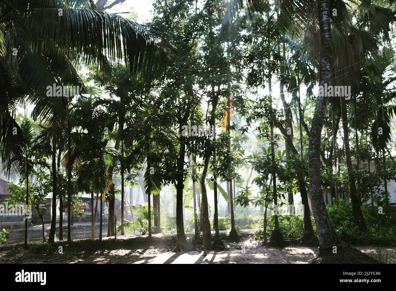 The sunlight behind the trees in the forest Stock Photo - Alamy