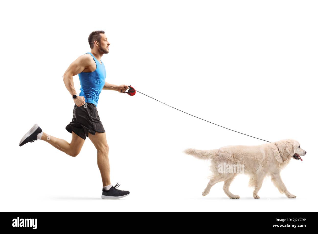 Very muscular dog hi-res stock photography and images - Alamy