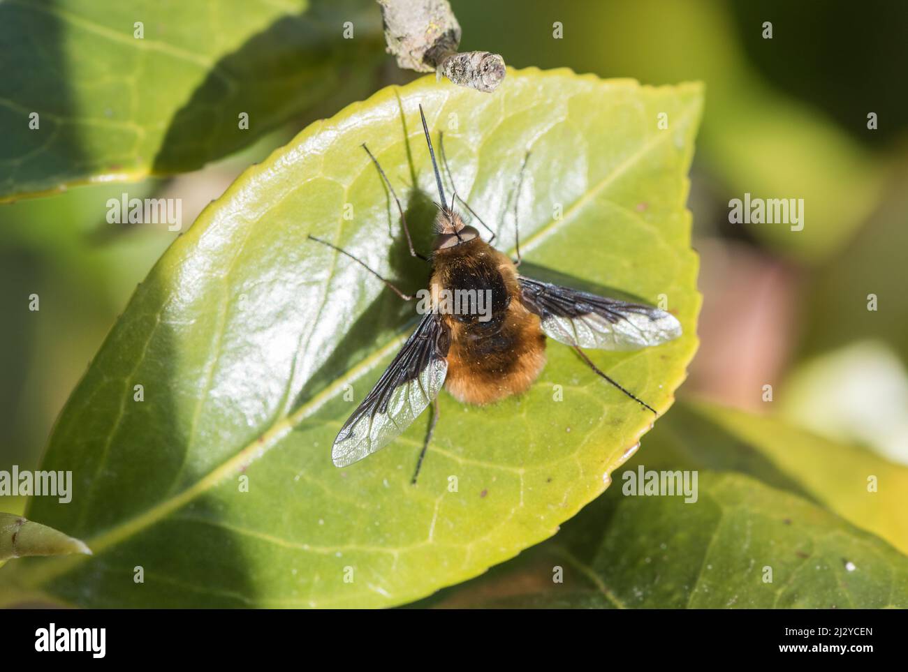 The Dark-Edge Bee Fly (Bombylius major Stock Photo - Alamy