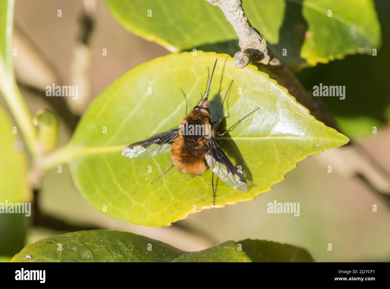 The Dark-Edge Bee Fly (Bombylius major Stock Photo - Alamy