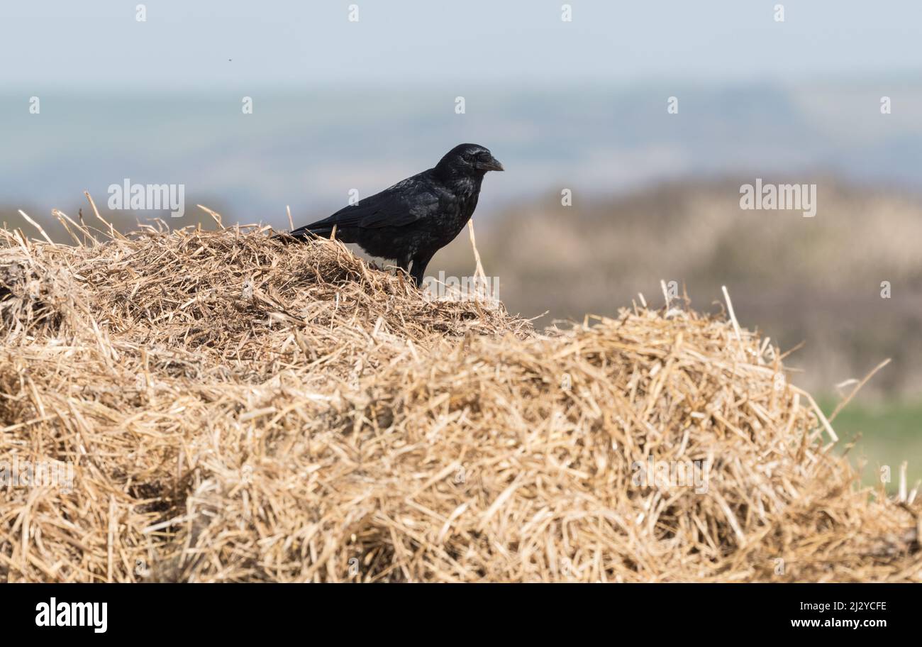 Standing hay bird hi-res stock photography and images - Alamy