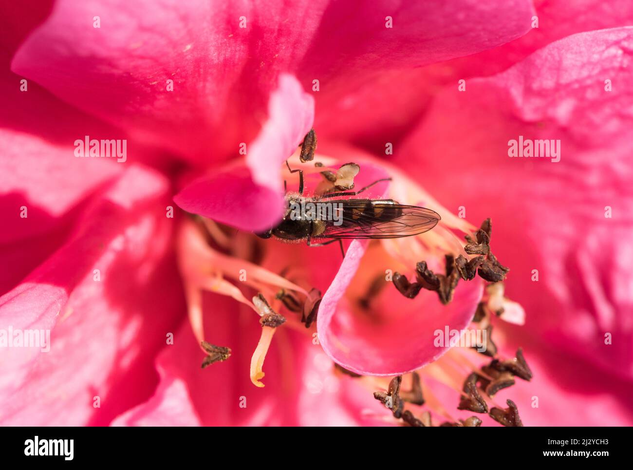 Meliscaeva auricollis hi-res stock photography and images - Alamy