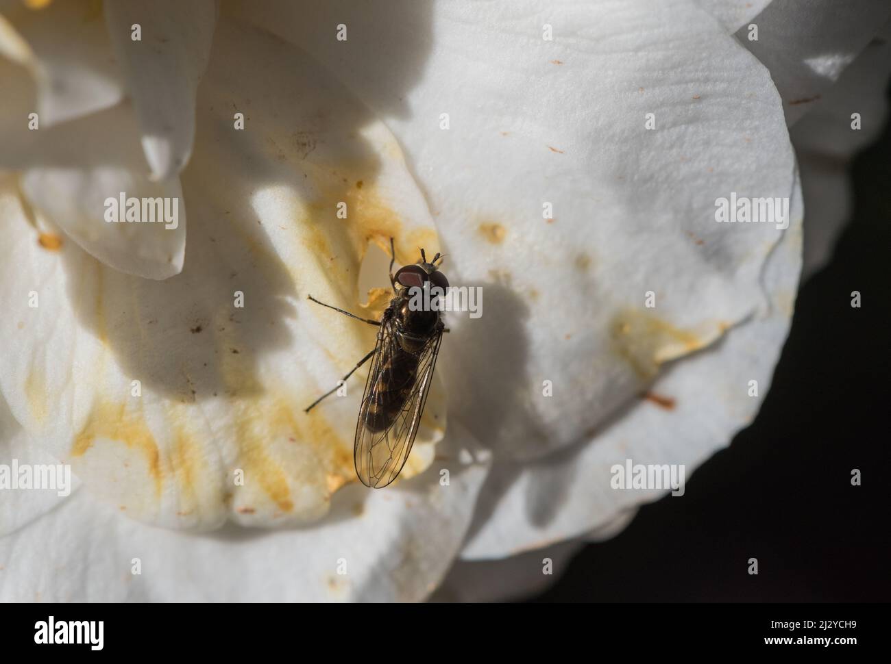 Foraging hoverfly Meliscaeva auricollis Stock Photo - Alamy