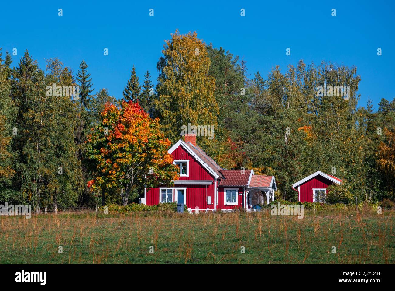 Red Swedish house with tree with autumn leaves in Dalarna, Sweden Stock ...