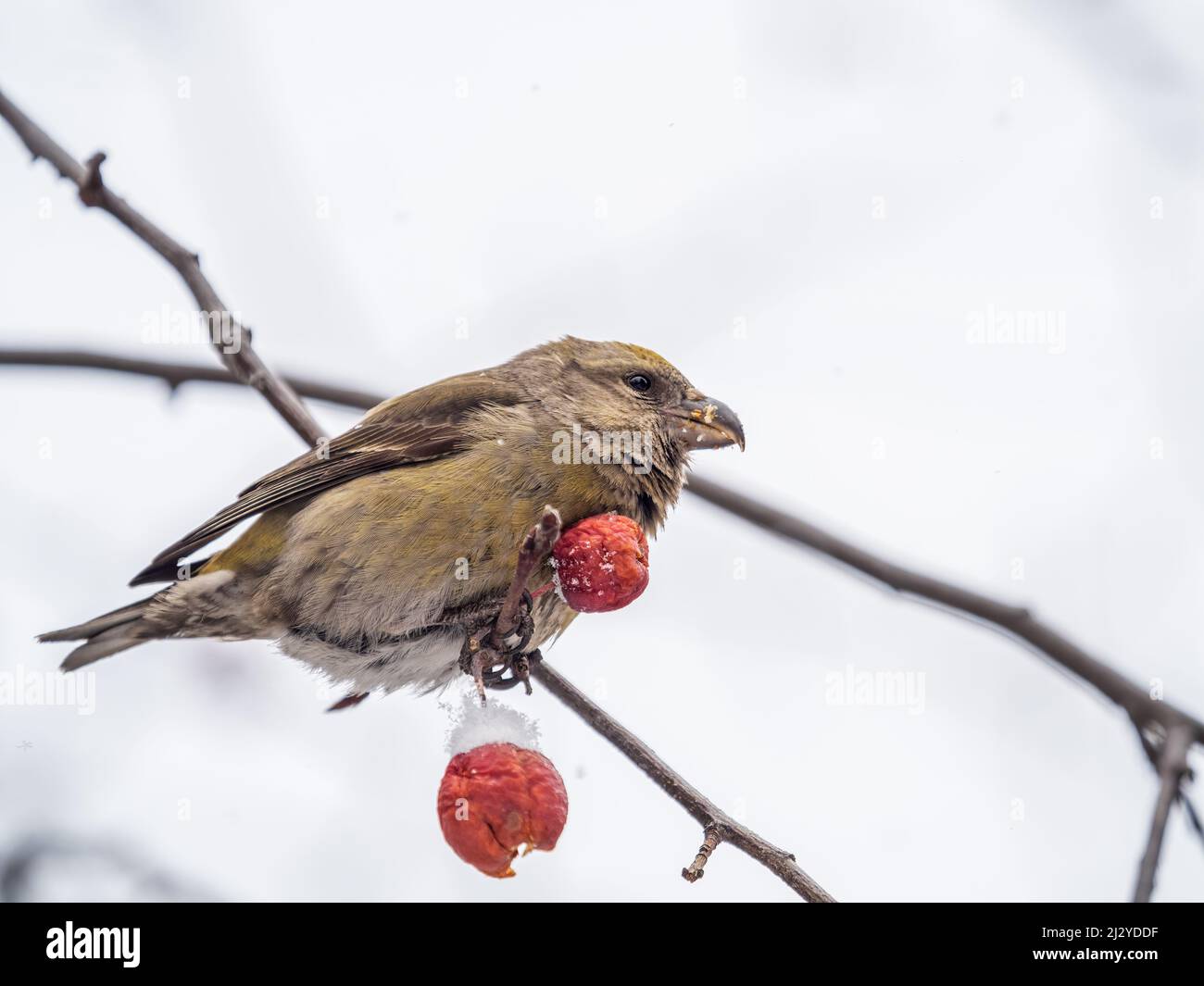 Red Crossbill female sitting on the tree branch and eats wild apple berries. Crossbill bird eats ...