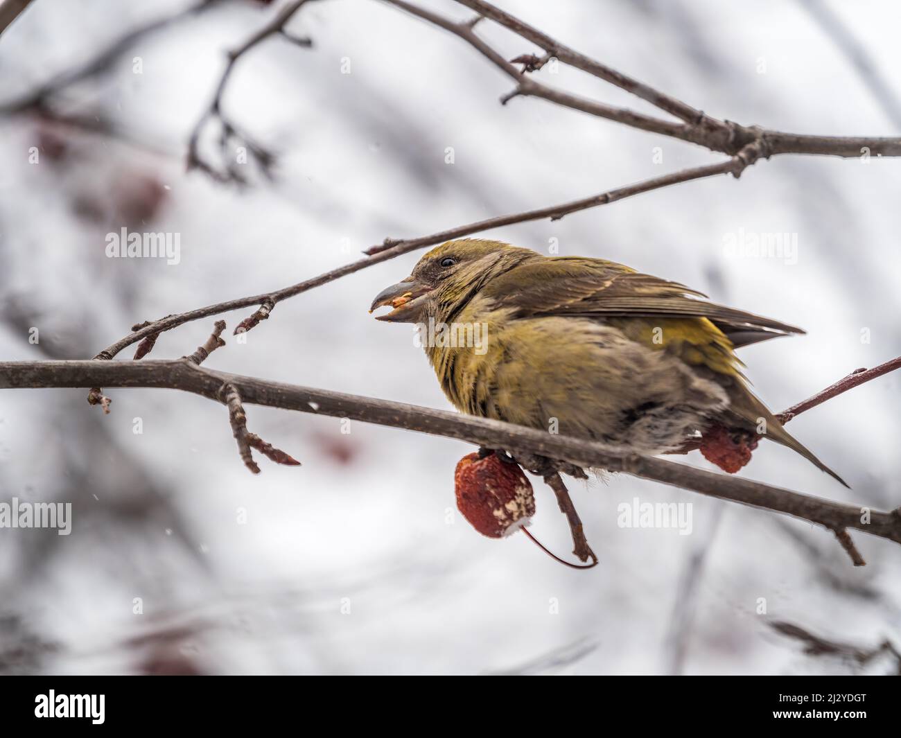 Red Crossbill female sitting on the tree branch and eats wild apple ...