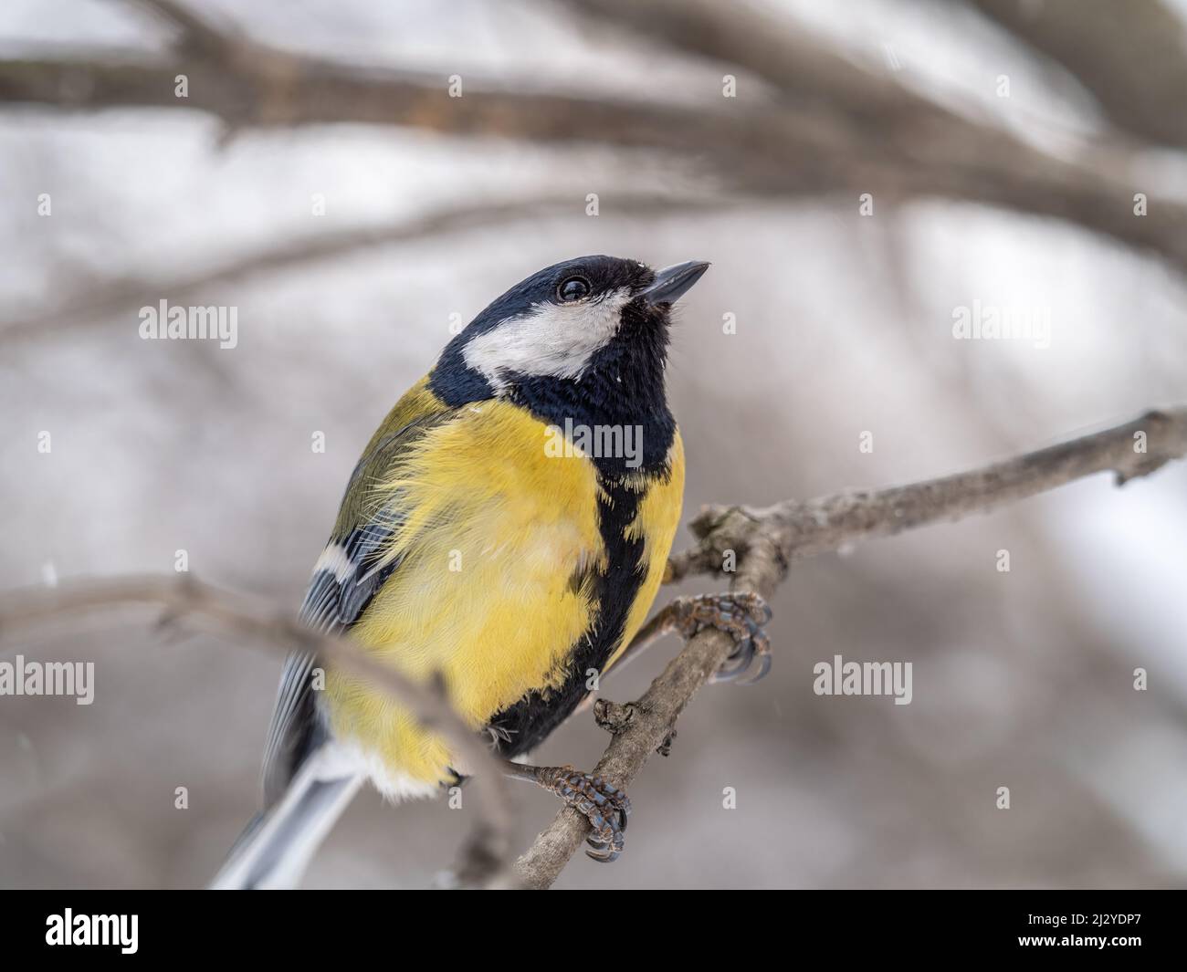 Cute bird Great tit, songbird sitting on a branch without leaves in the ...