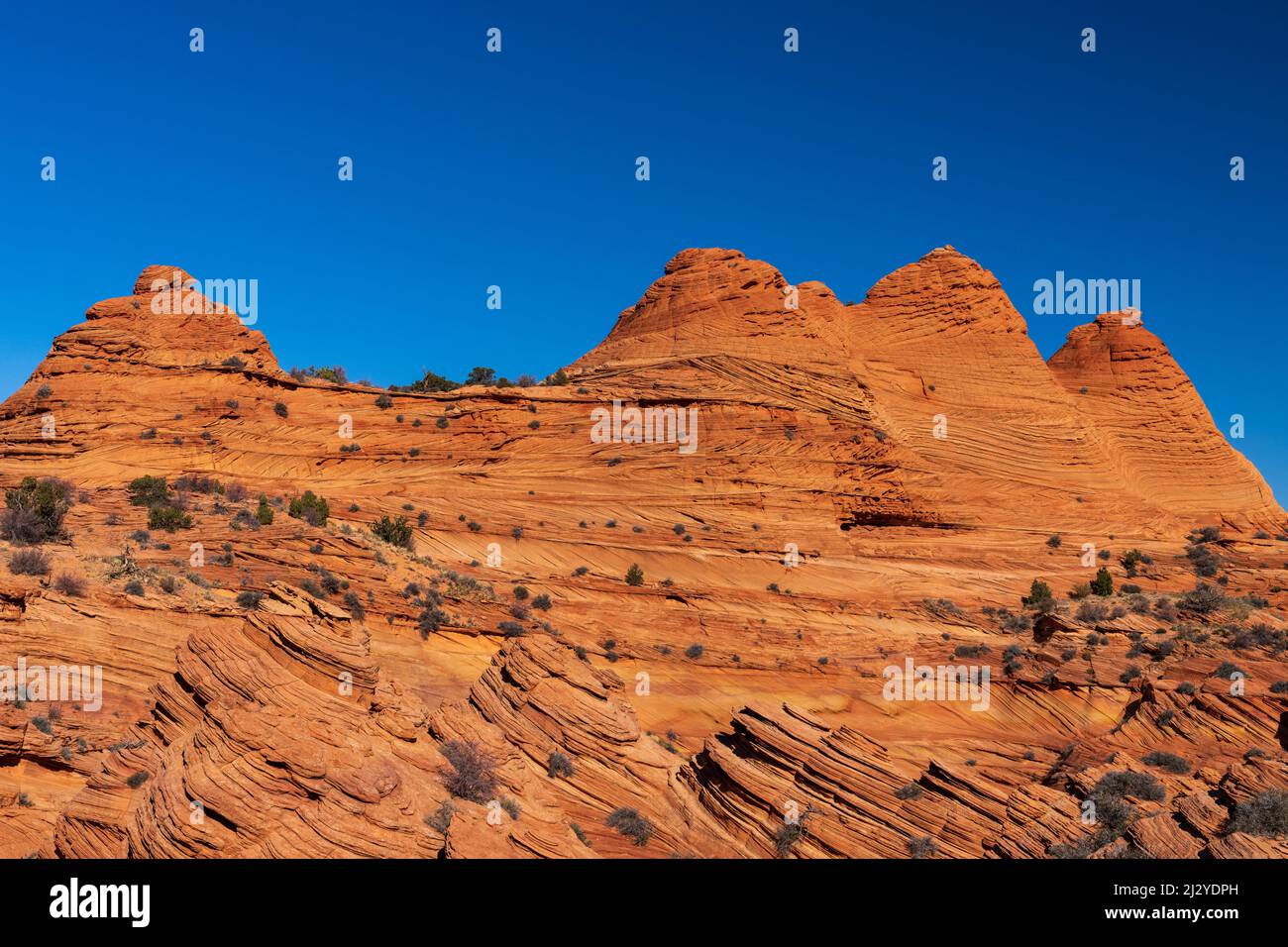 Coyote hole hi-res stock photography and images - Alamy