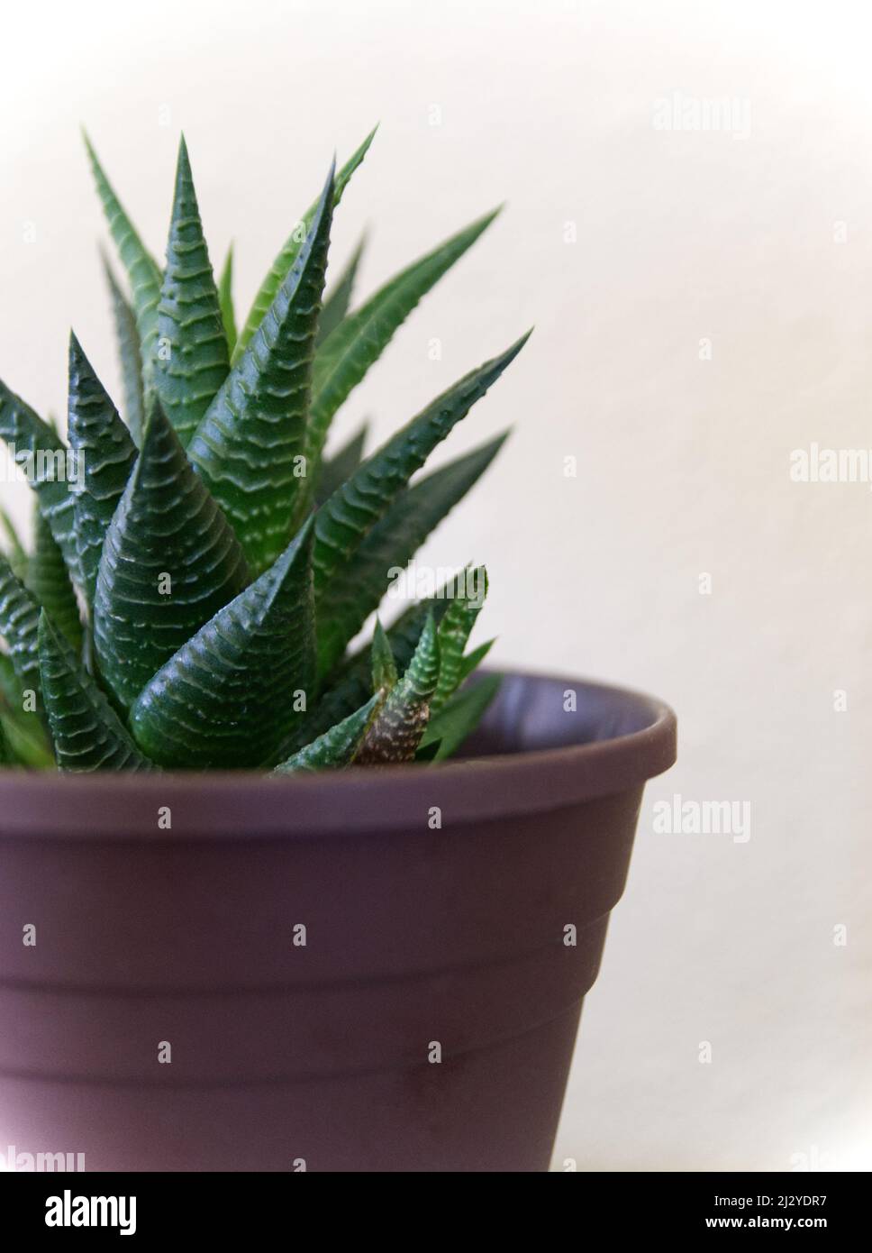 A vertical shot of a plant with spiky leaves in a wooden pot Stock ...
