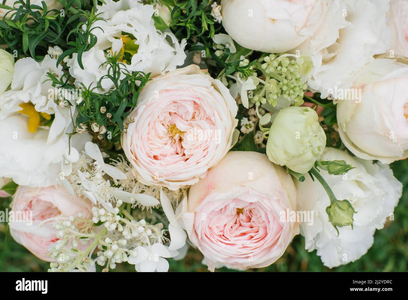 Low key roses hi-res stock photography and images - Alamy
