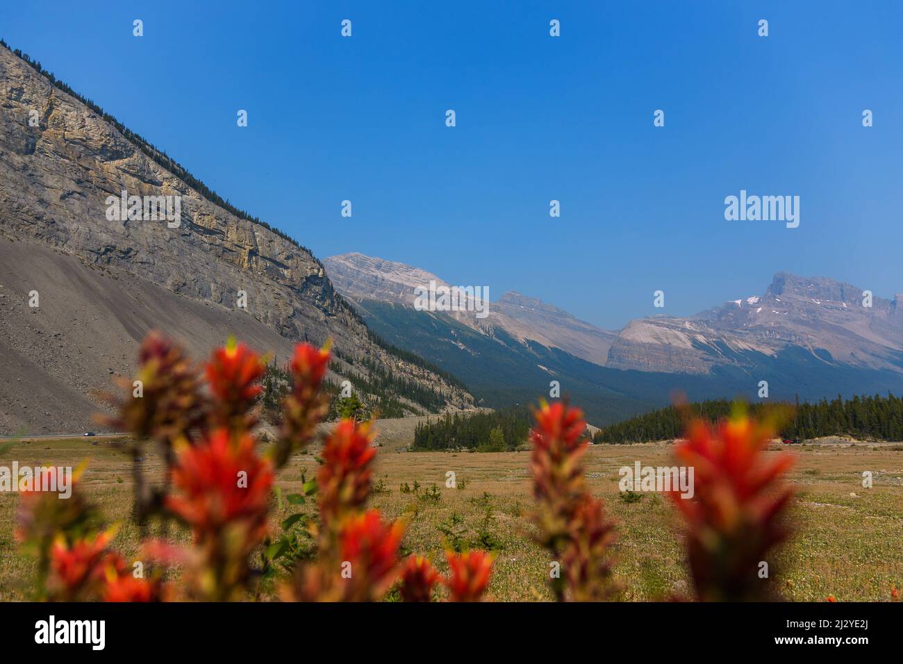 Jasper National Park; Icefields Parkway; Wilcox Pass, flower meadow ...