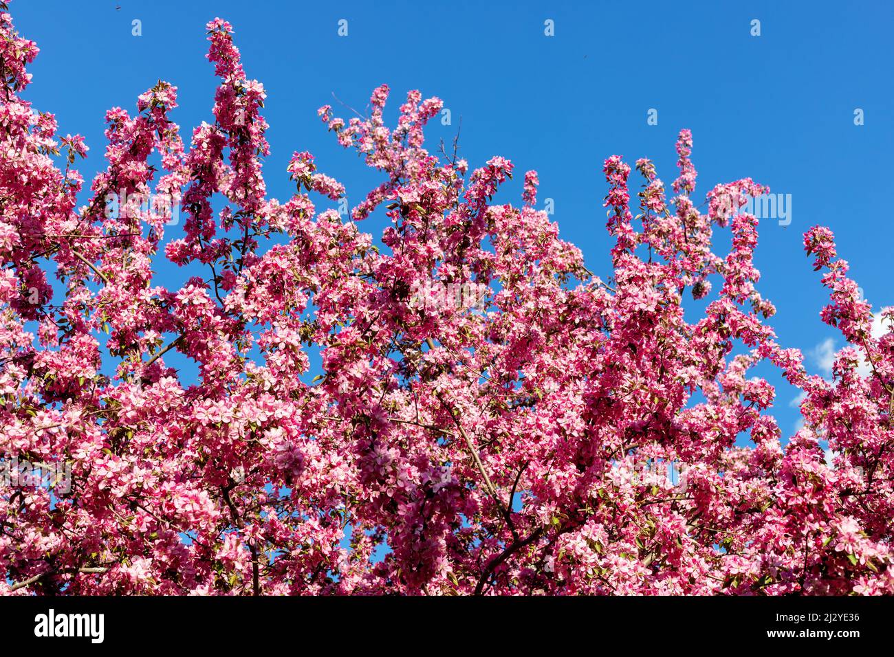Pink flowering tree in the park against the blue sky. Spring background ...