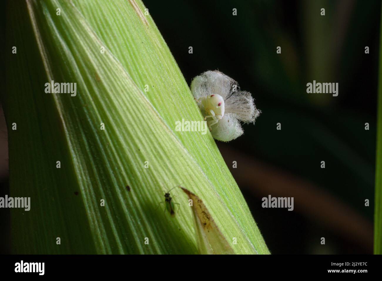 Extreme sharp and detailed portrait of Lawana conspersa at on a corn ...