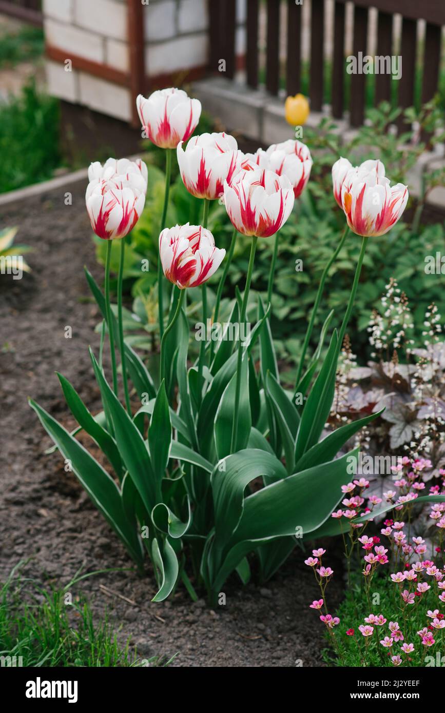 Tulip happy generation in spring in the garden Stock Photo - Alamy