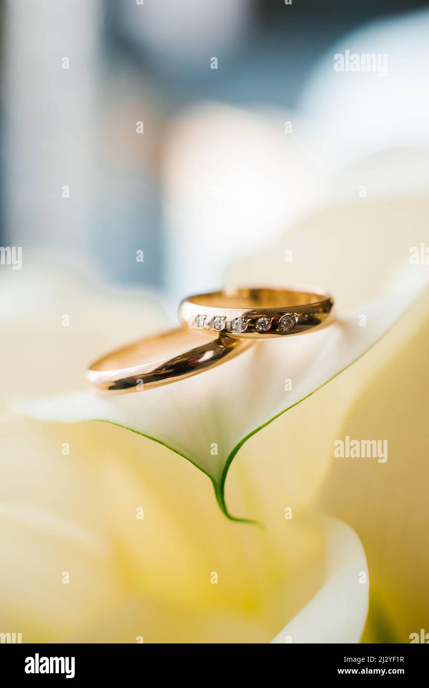 Luxury rich rings wedding rings close-up on a petal of white calla ...