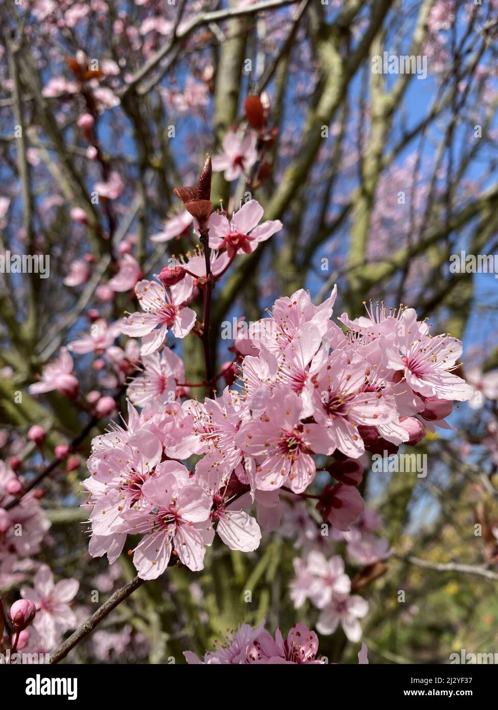 Pink blossoms peach orchard hi-res stock photography and images - Alamy