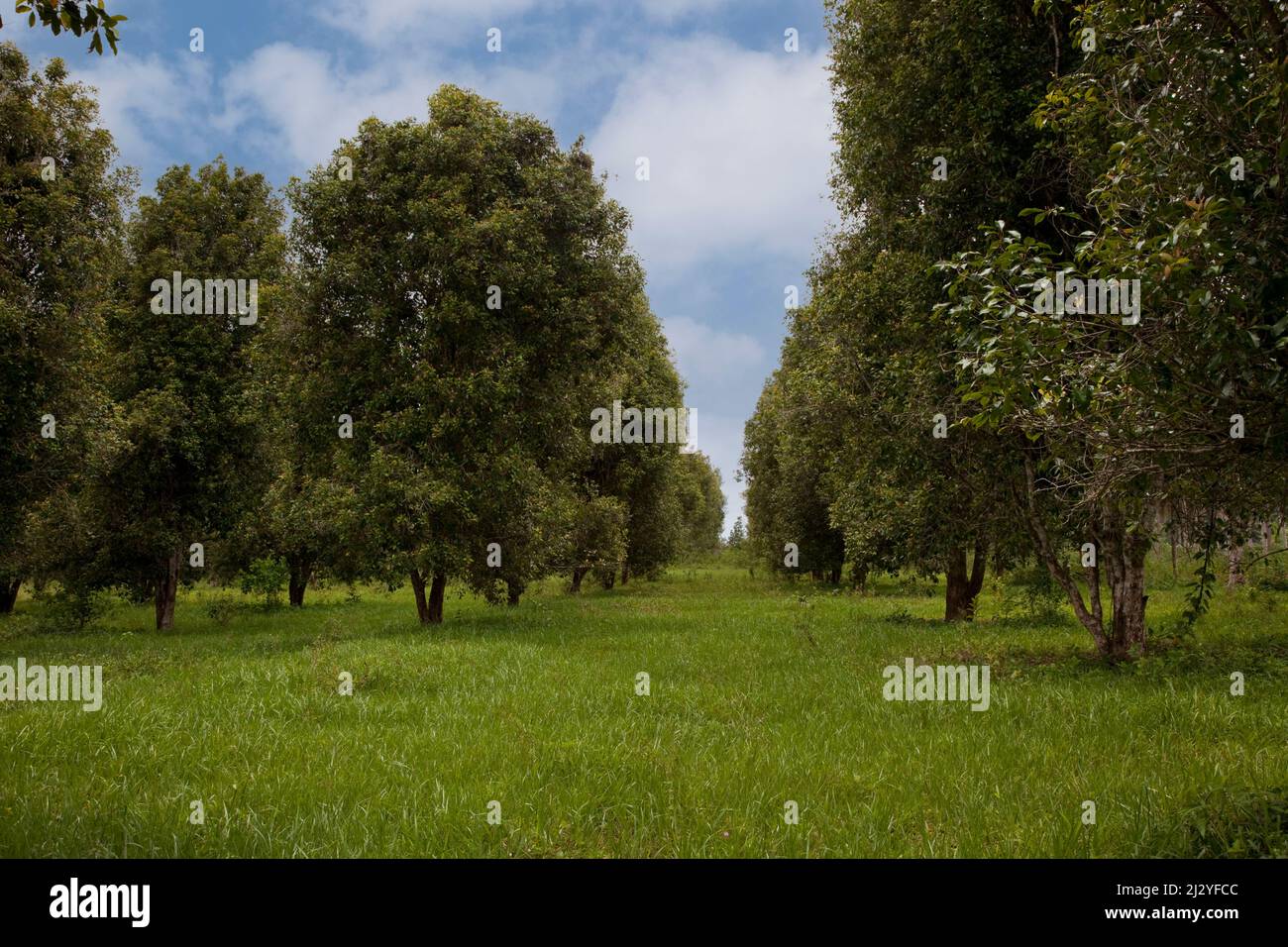 Zanzibar, Tanzania. Clove Trees Stock Photo - Alamy