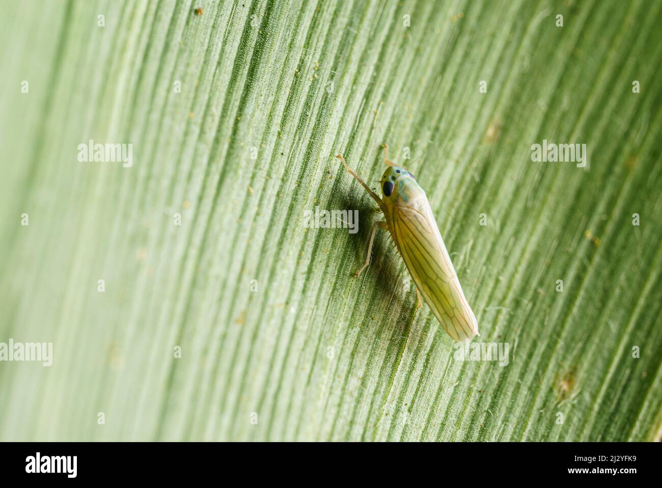 White backed plant hopper"Sogatella furcifera (Horvath)"on the leaf of ...