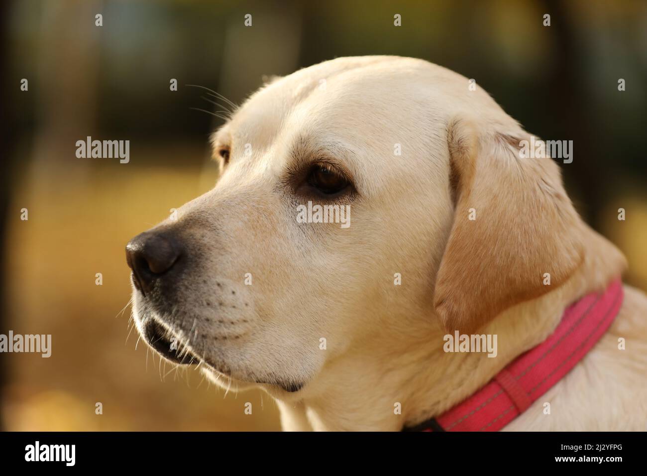 Labrador eyes hi-res stock photography and images - Alamy