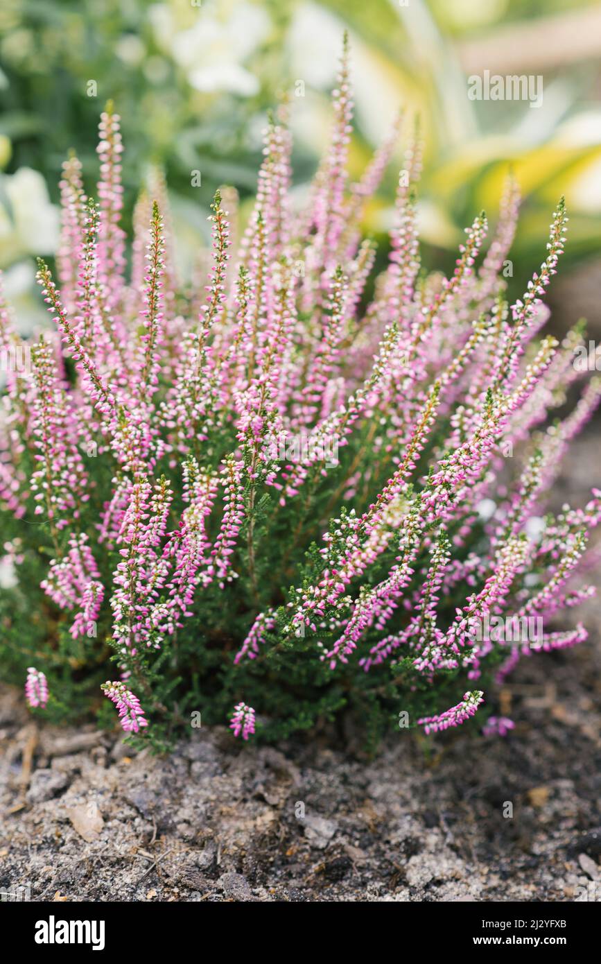 Heather blooms hi-res stock photography and images - Alamy