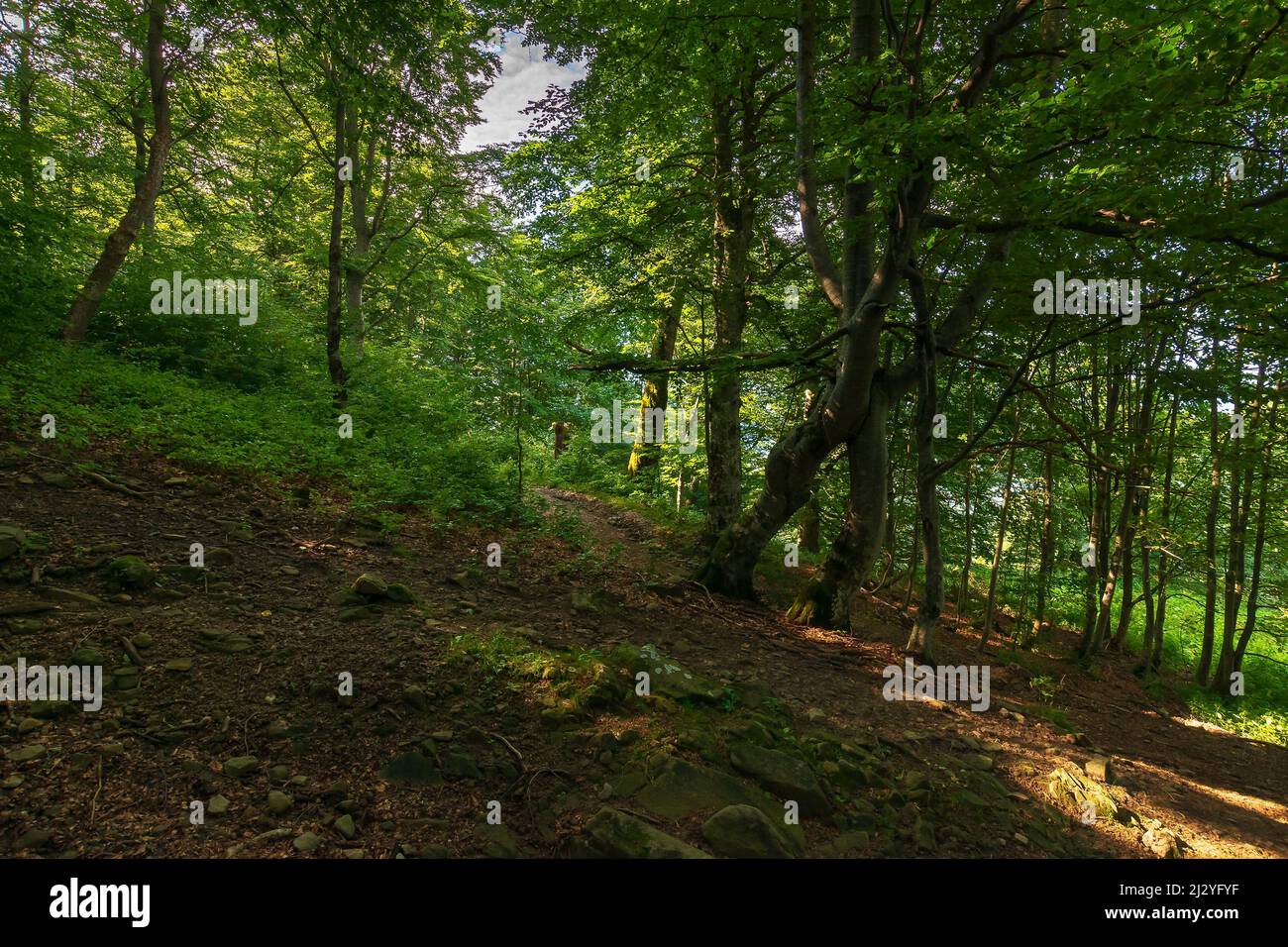 path among beech trees. beautiful summer nature background. green ...