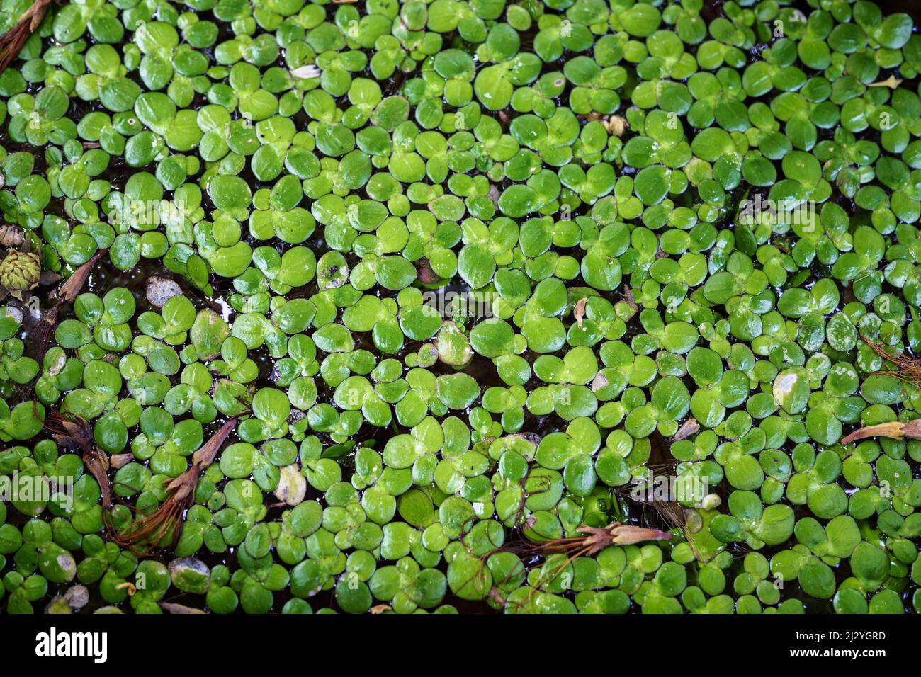 Green water plant, duckweed floating on the water in pond Stock Photo ...