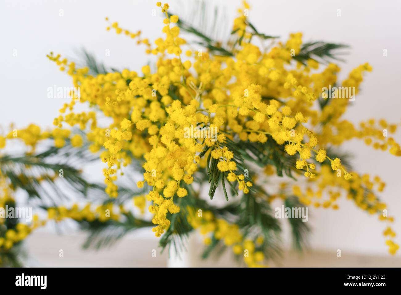 Mimosa close hi-res stock photography and images - Alamy