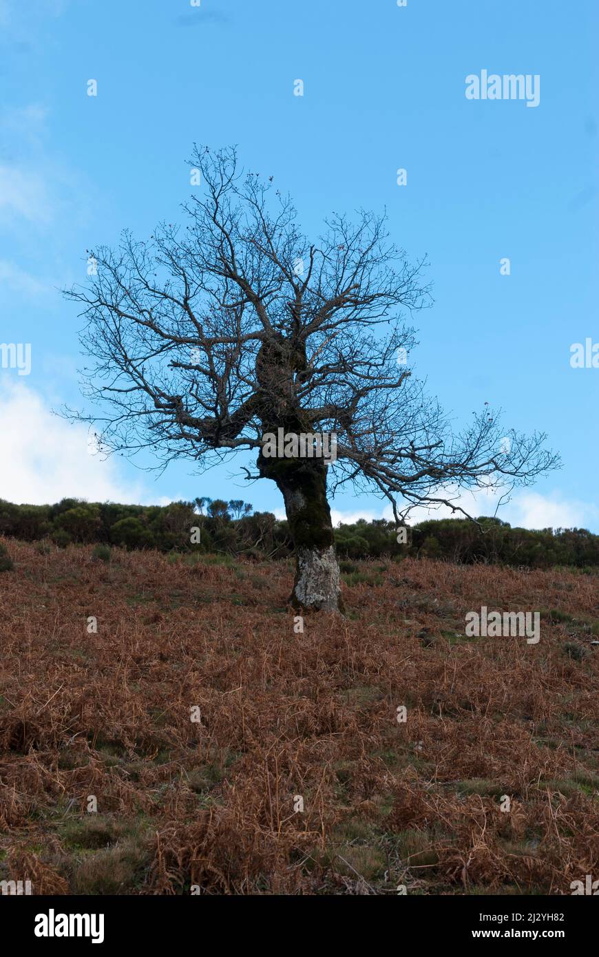 Lone dry chestnut tree on mountain slope with ferns on the ground and ...