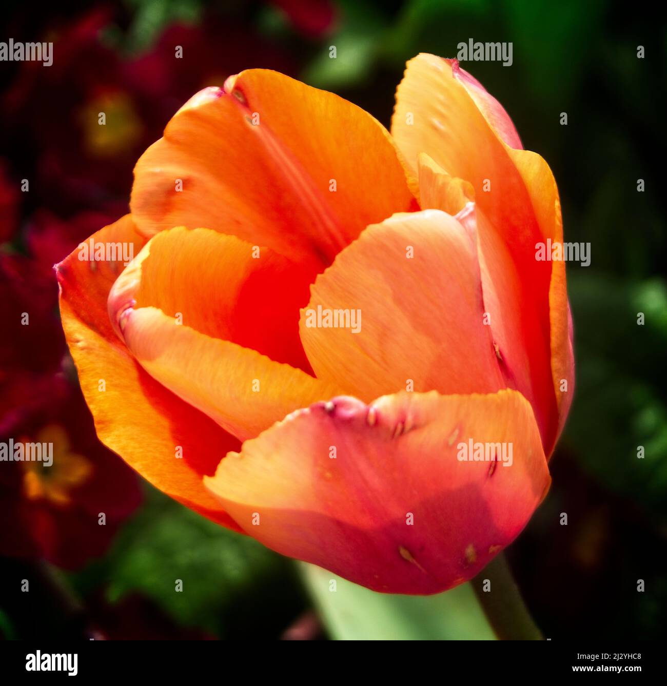 Tulip Victoria BC Stock Photo - Alamy