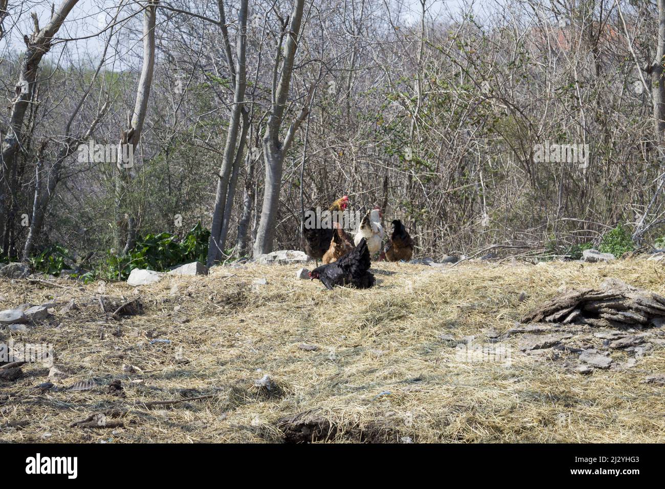 The low angle shot of a group of hens and chickens in a forest Stock ...