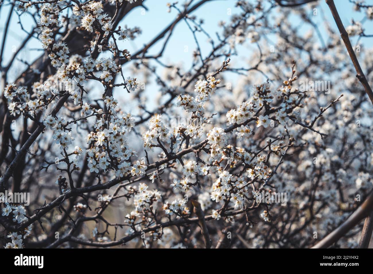 The close-up shot of Beautiful Prunus spinosa in bloom, also known as ...