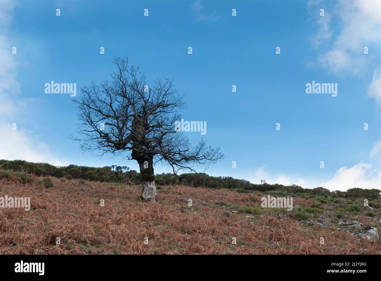 Lone dry chestnut tree on mountain slope with ferns on the ground and ...