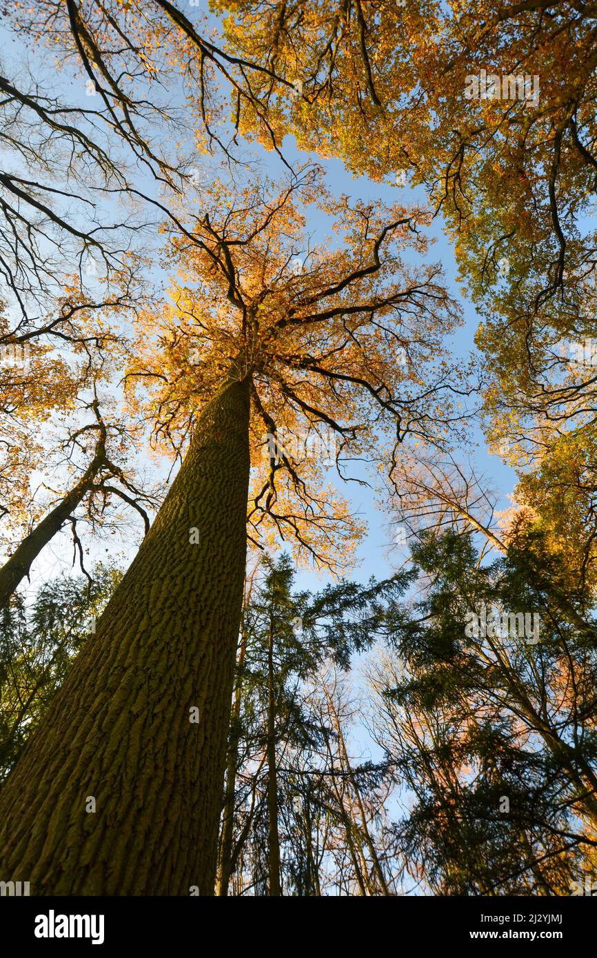 The park at enghien hi-res stock photography and images - Alamy