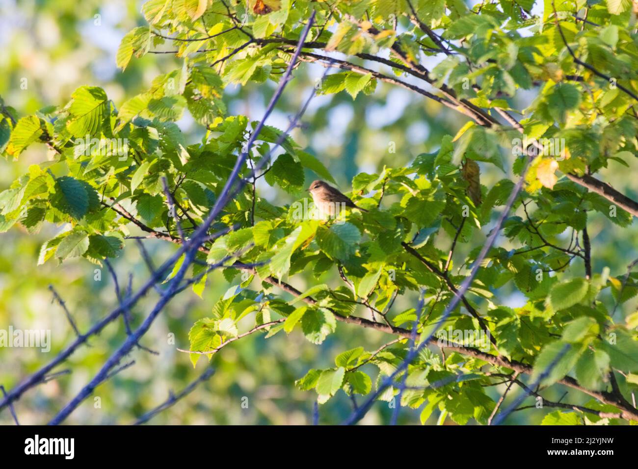 A tree branches with green leaves and small bird sitting on them Stock ...