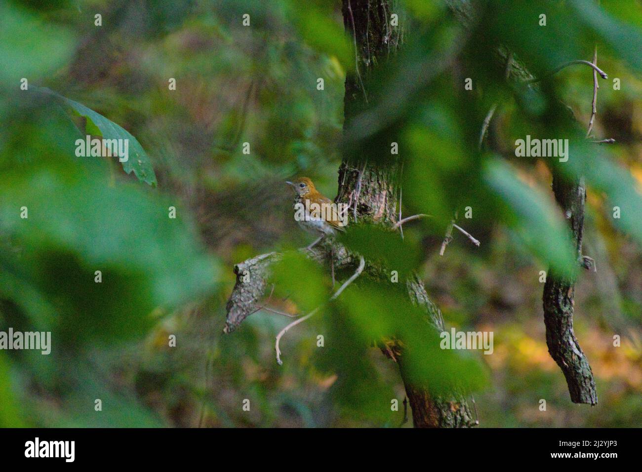 A small bird sitting on a dry tree branch on a blurry forest background ...