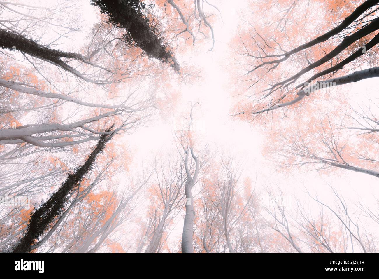 Looking up into the treetops hi-res stock photography and images - Alamy