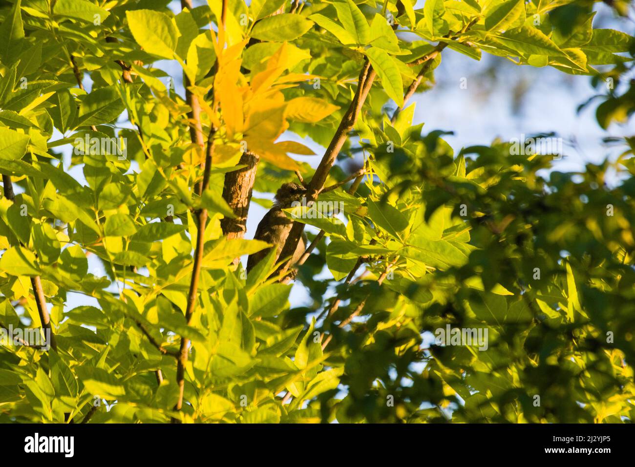 A small bird sitting on a tree branch with green leaves on a blurry ...