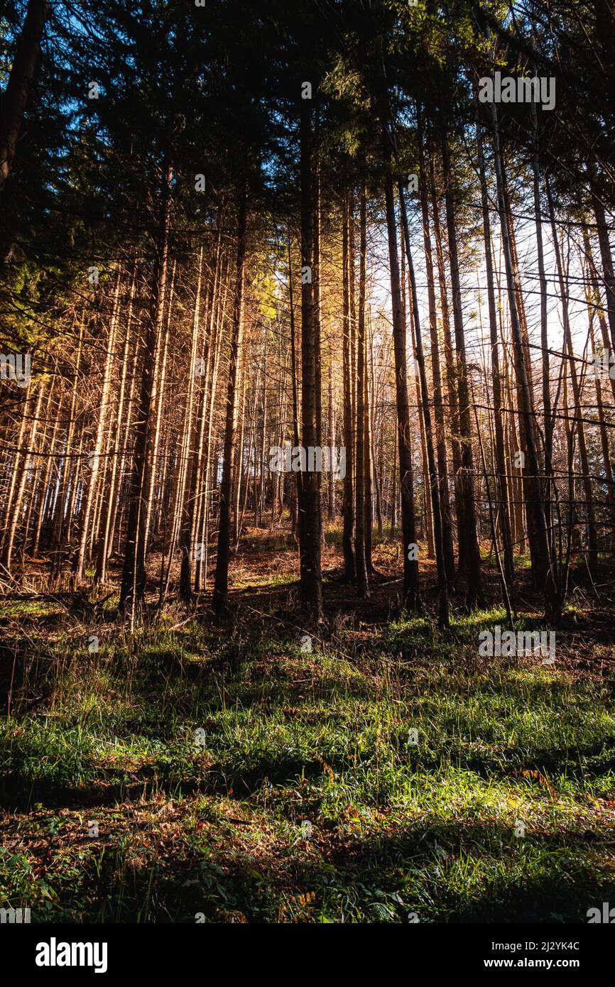 A beautiful view of tall trees in a forest on a sunny day Stock Photo ...