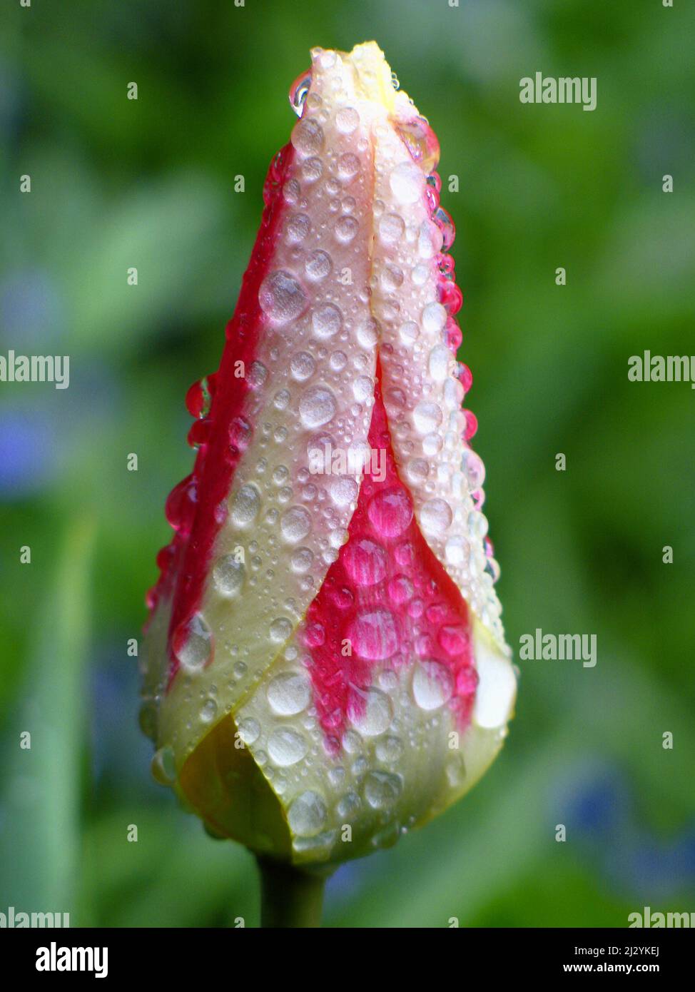 Tulpan hi-res stock photography and images - Alamy