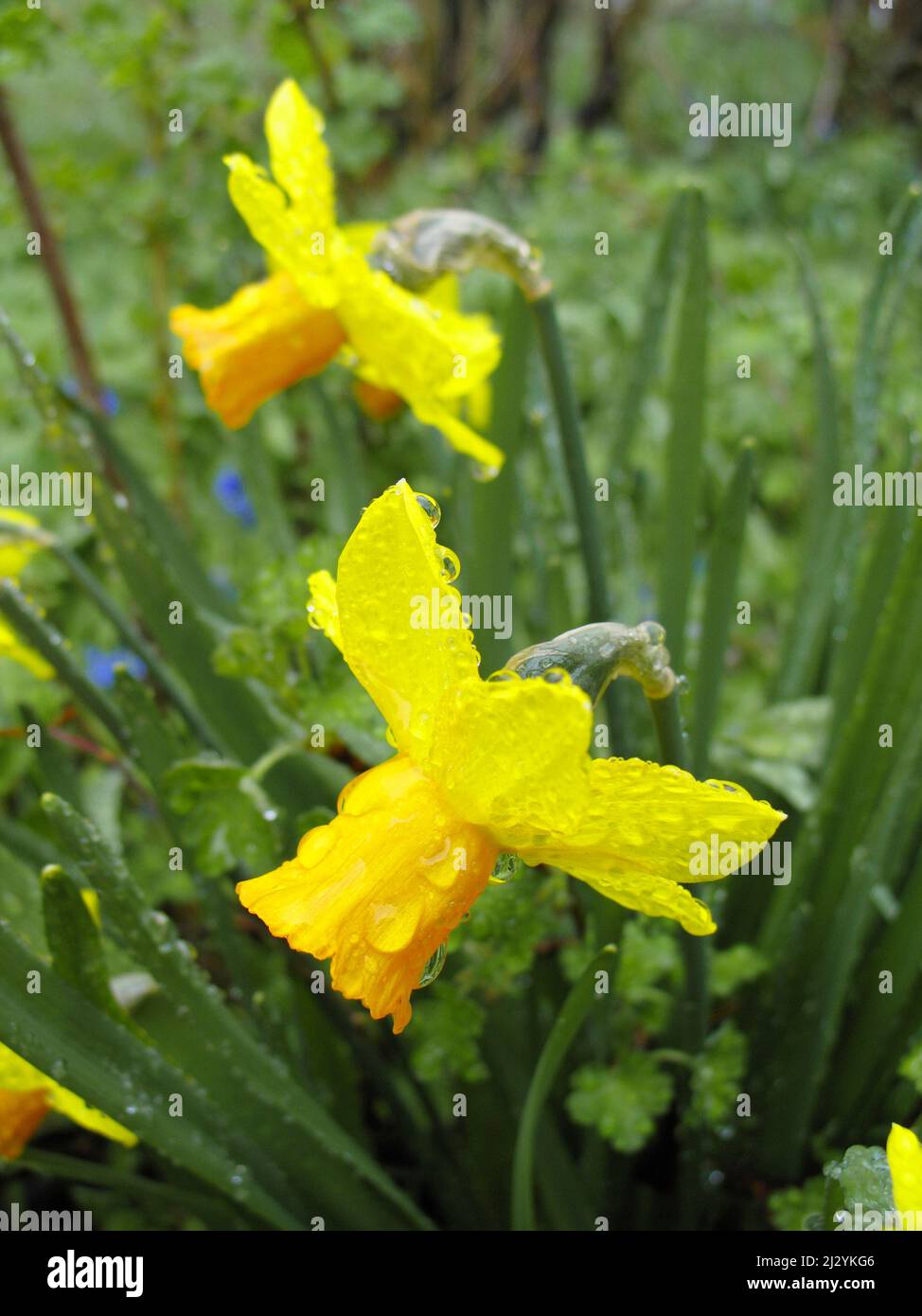 Pasklilja hi-res stock photography and images - Alamy