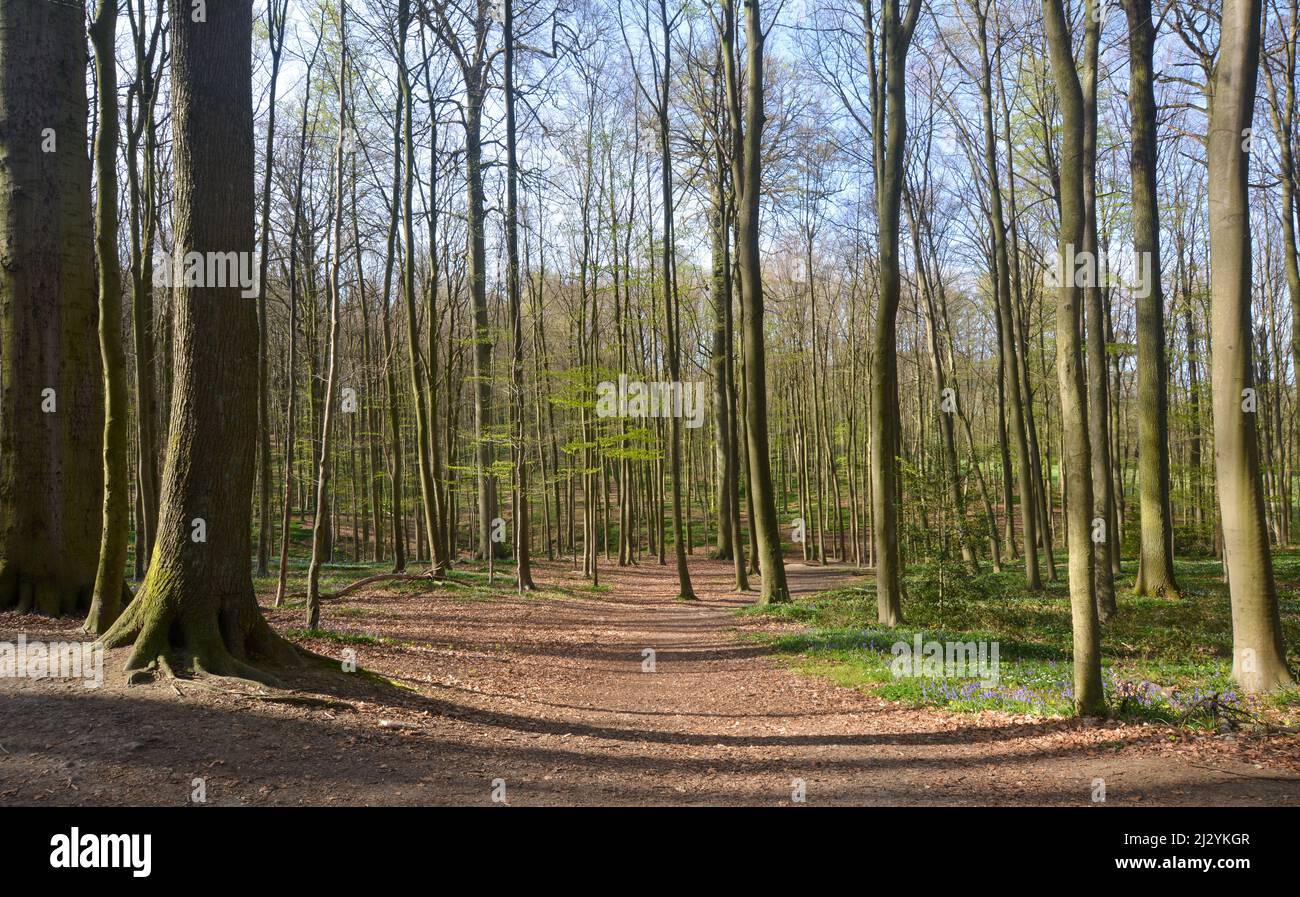 Chateau forest hi-res stock photography and images - Alamy