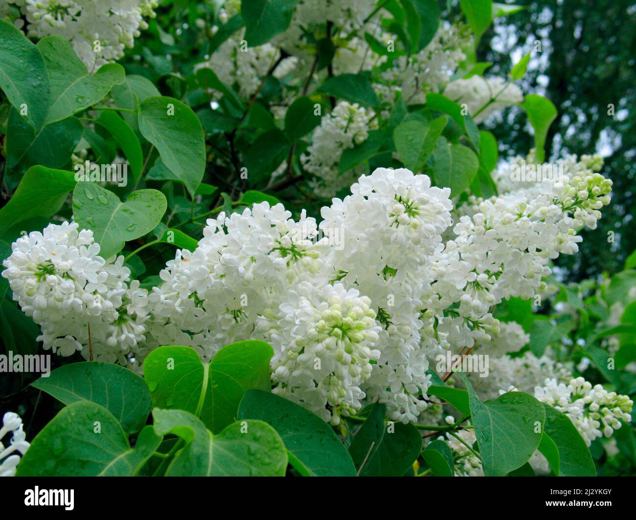 Syren hi-res stock photography and images - Alamy