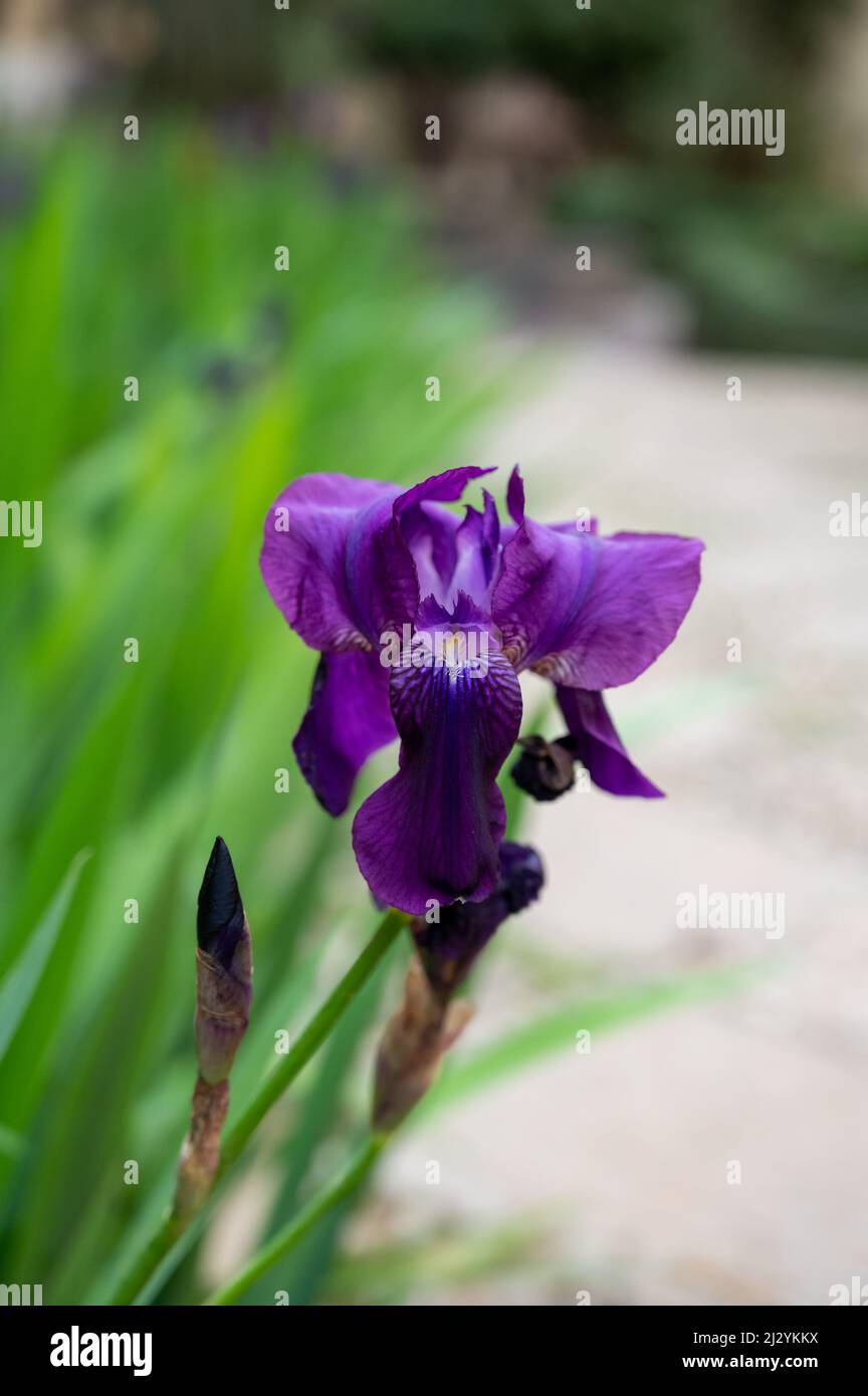 Big purple lilac iris flower in blossom, springtime in Provence, France ...