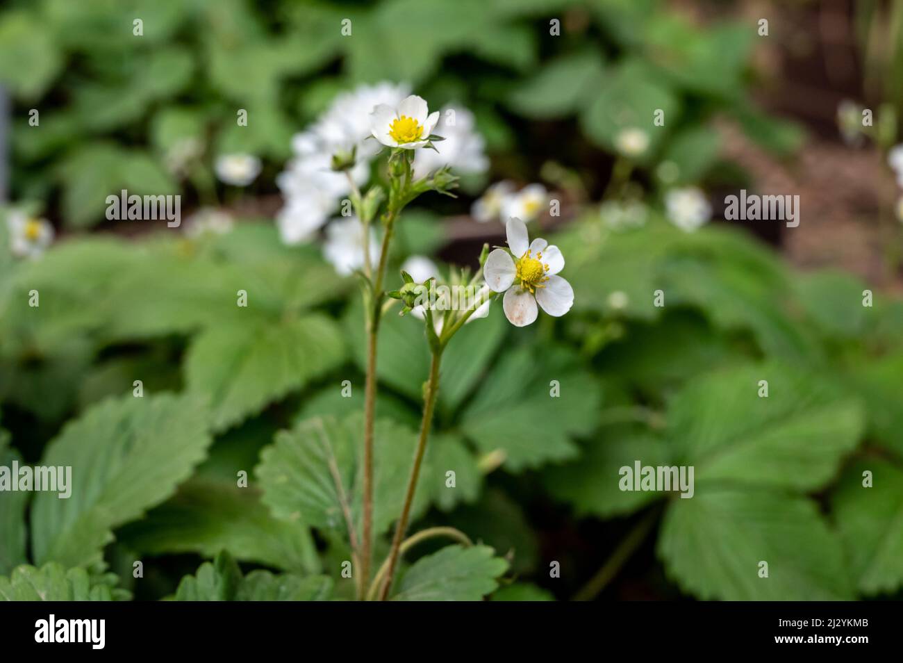 White flowers of wild strawberry plant growing in garden in spring ...