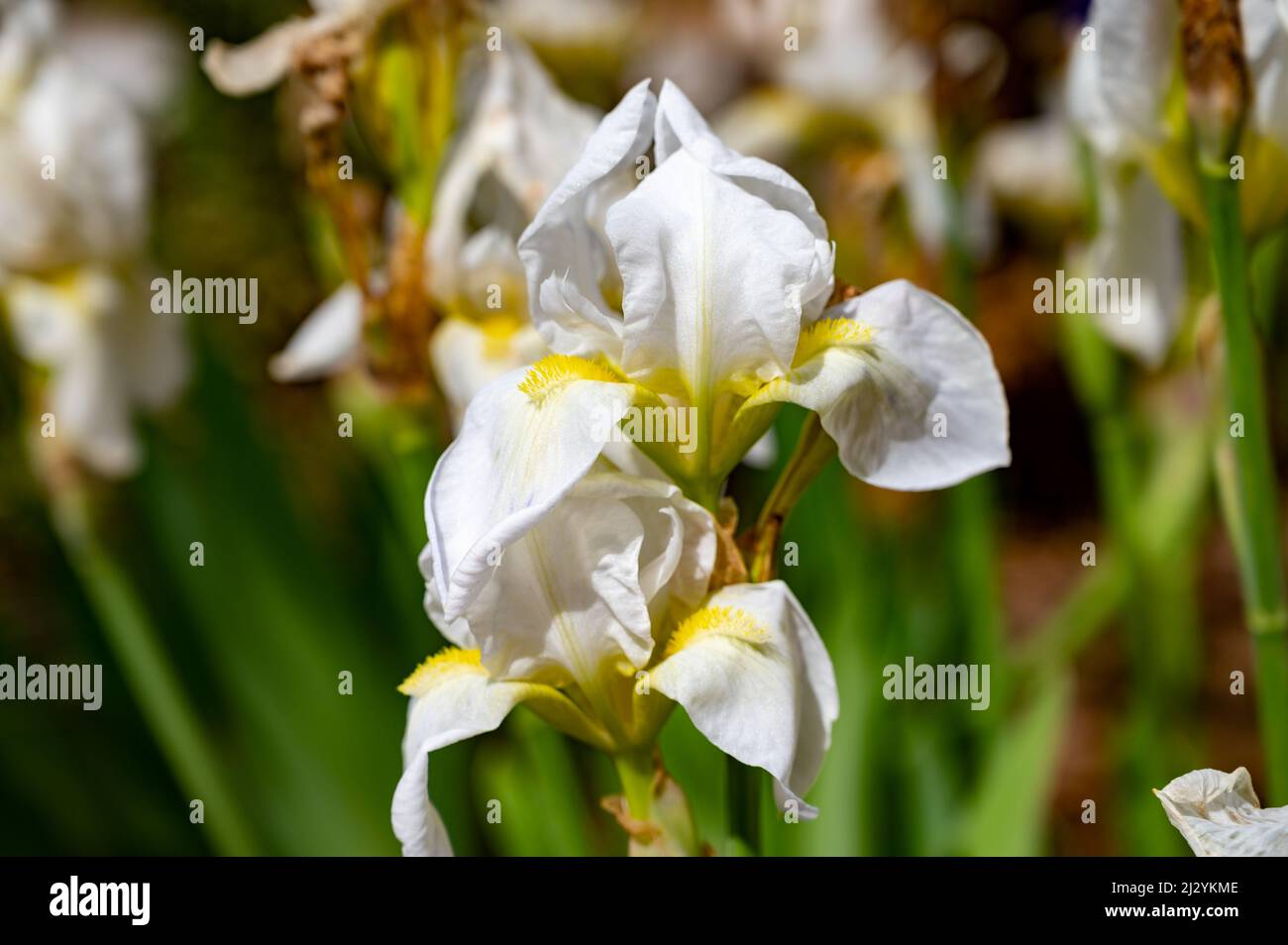 Big white iris flower in blossom, springtime in Provence, France Stock ...
