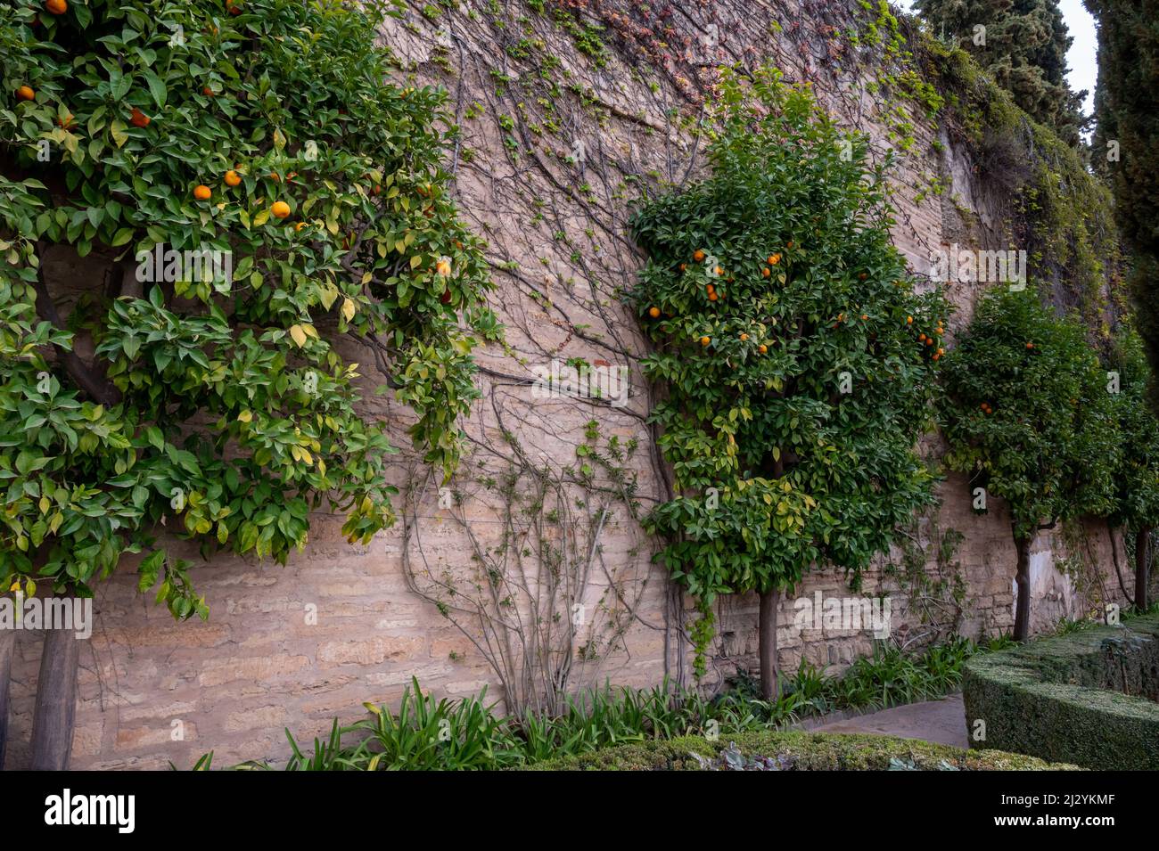 Medieval gardens design in Andalusian style, trees, plants, flowers and ...
