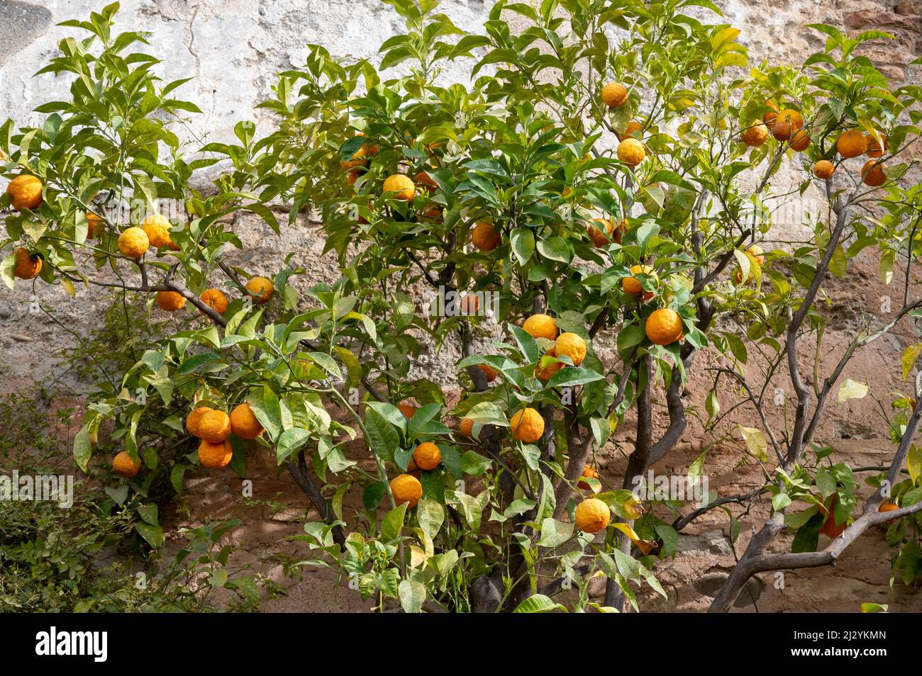 Orange tree with many sweet ripe citrus orange fruits ready to harvest ...