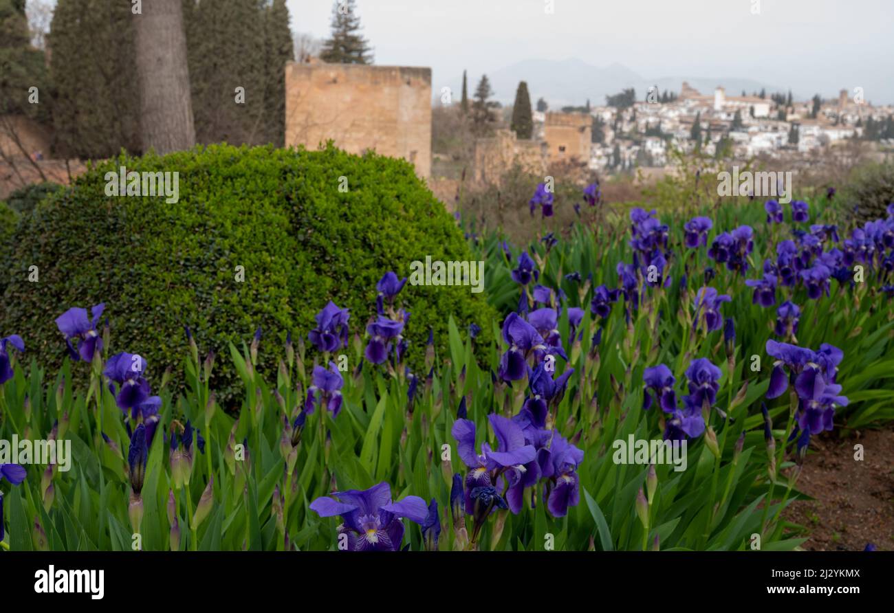 Big purple lilac iris flowers in blossom, springtime in Granada ...