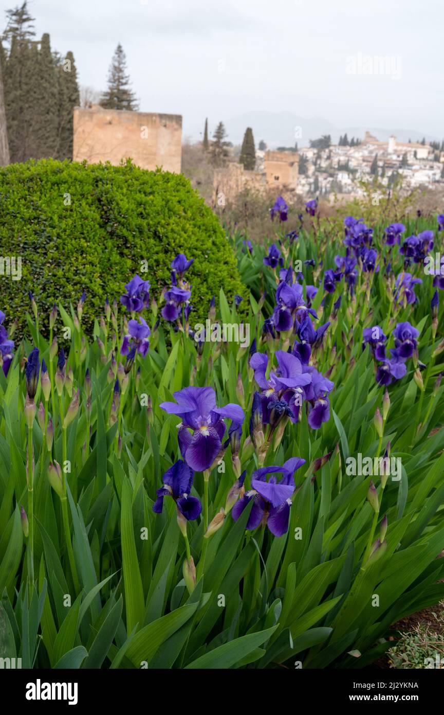 Big purple lilac iris flowers in blossom, springtime in Granada ...
